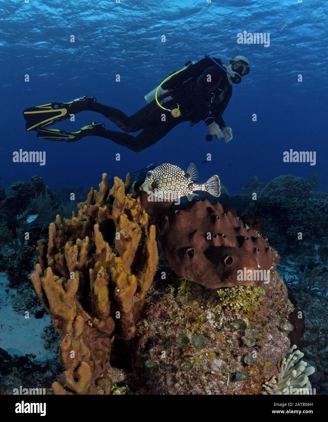 Sponge reef scene scuba hi-res stock photography and images - Alamy