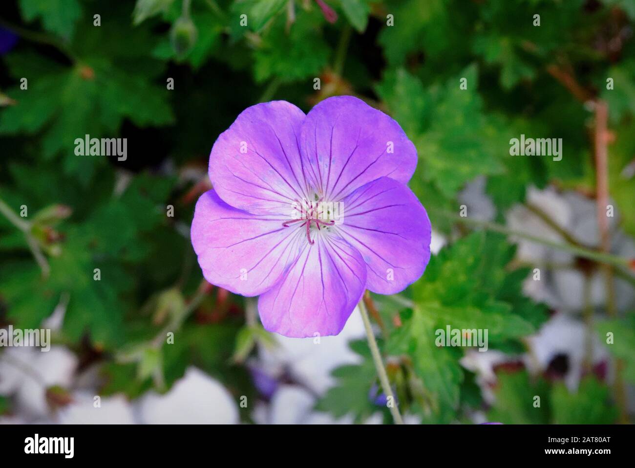 The most beautiful vill hi-res stock photography and images - Alamy
