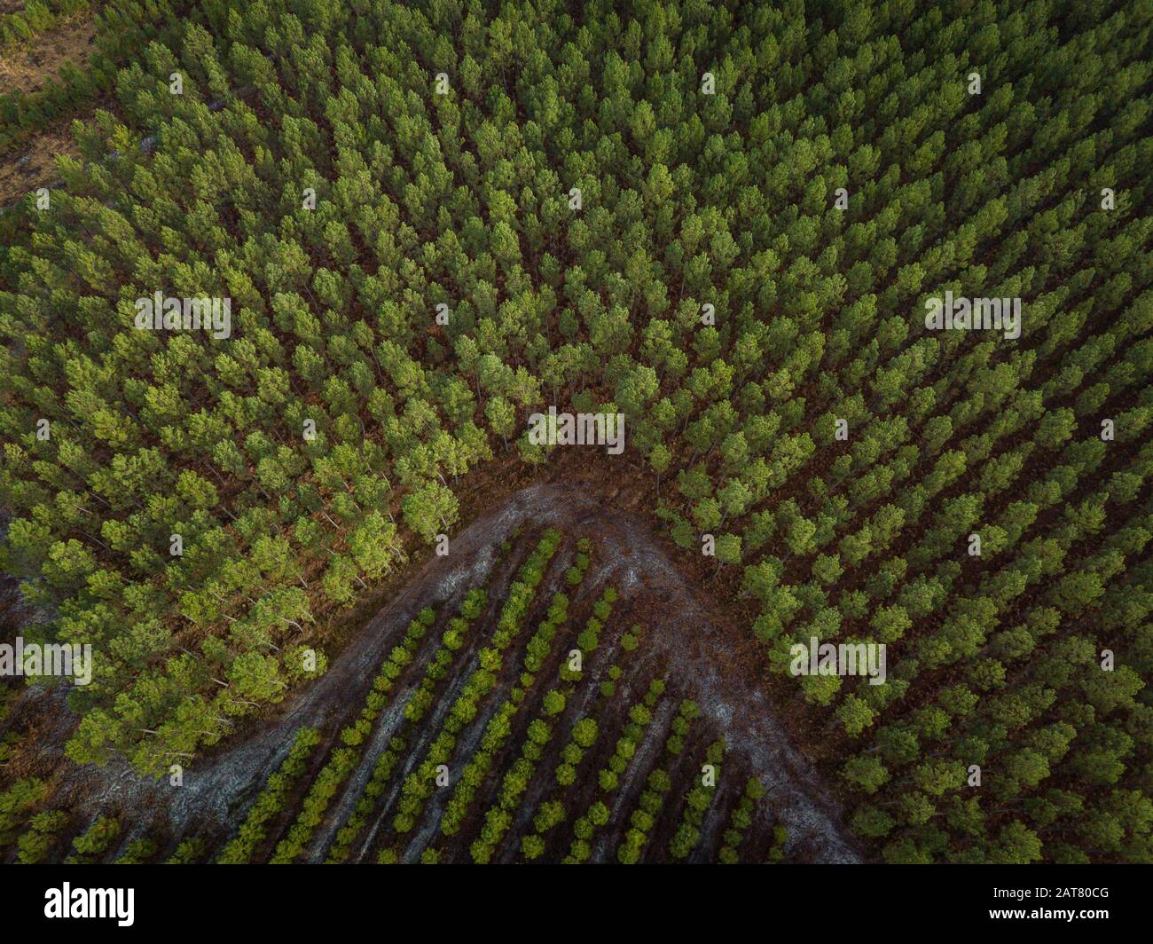 Landes pine hi-res stock photography and images - Alamy