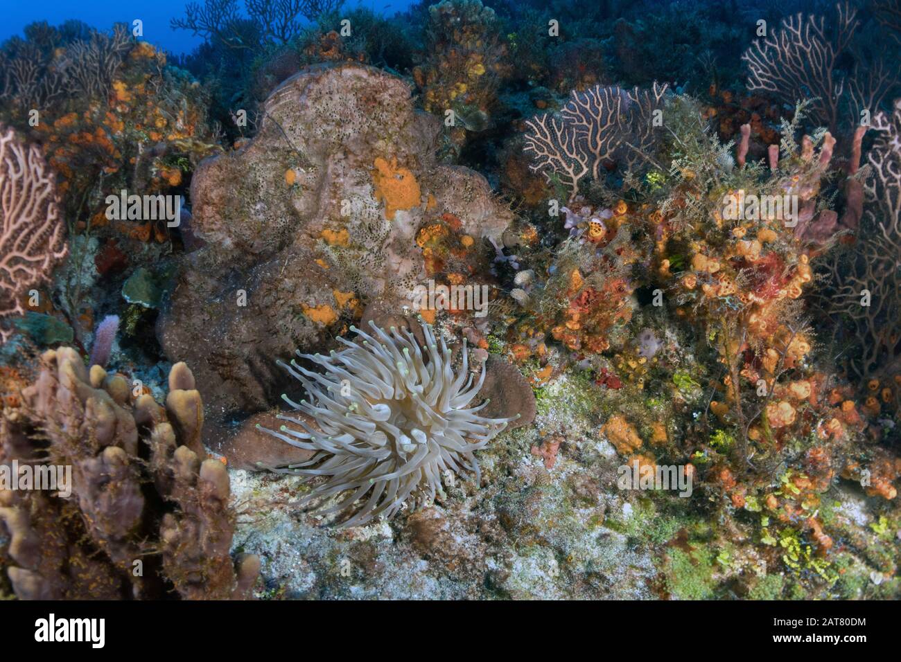 Caribbean anemone hi-res stock photography and images - Alamy