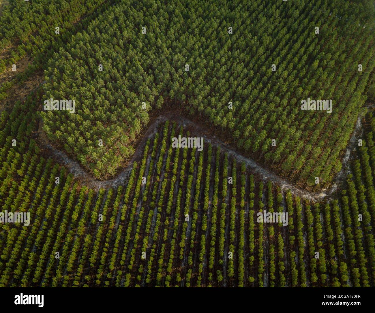 Landes pine hi-res stock photography and images - Alamy