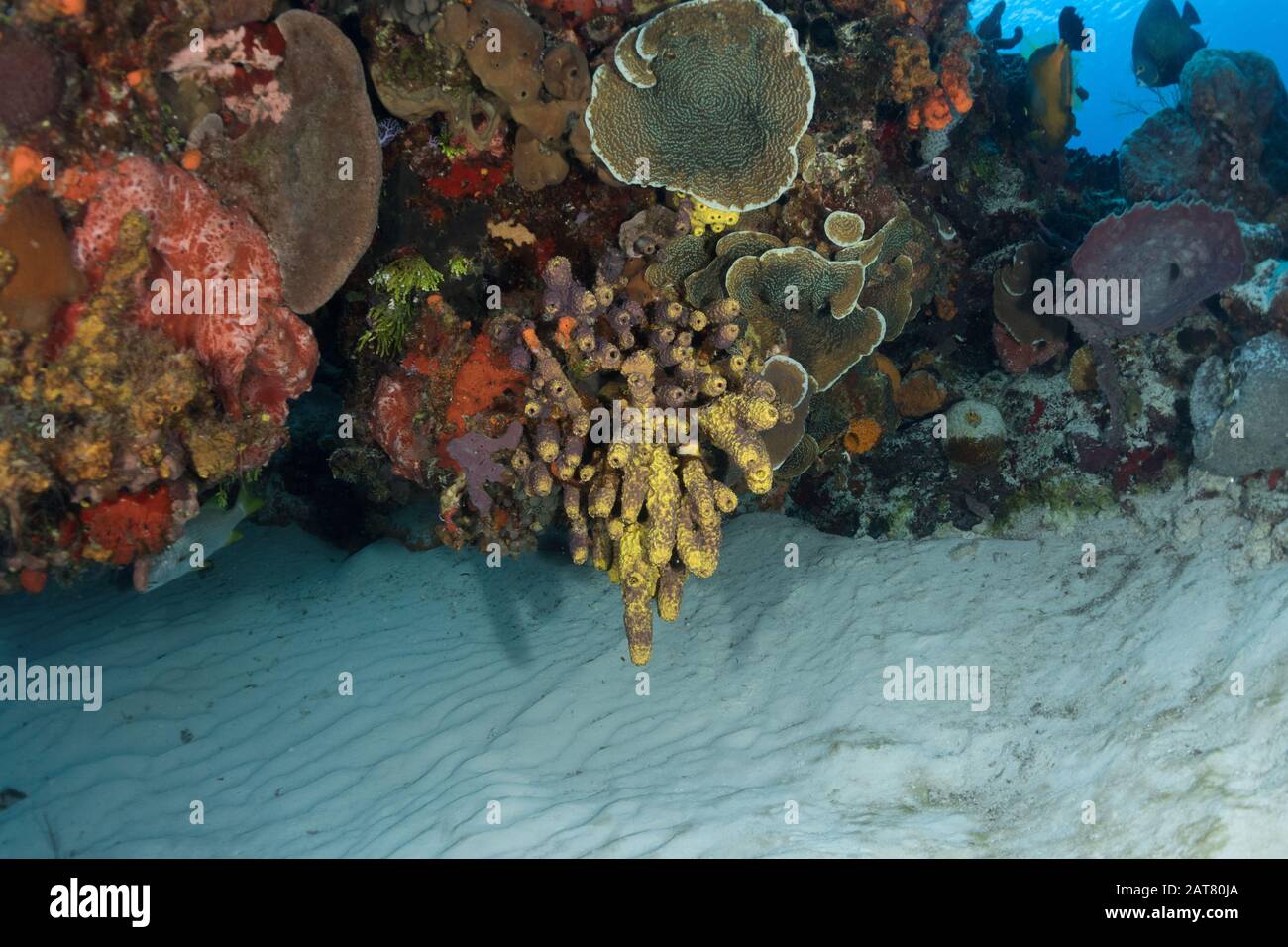 reef scene,sponge, sea fan Stock Photo - Alamy