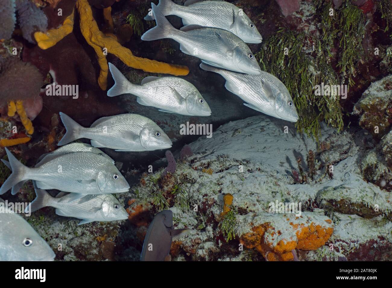 Margate Fish High Resolution Stock Photography and Images - Alamy