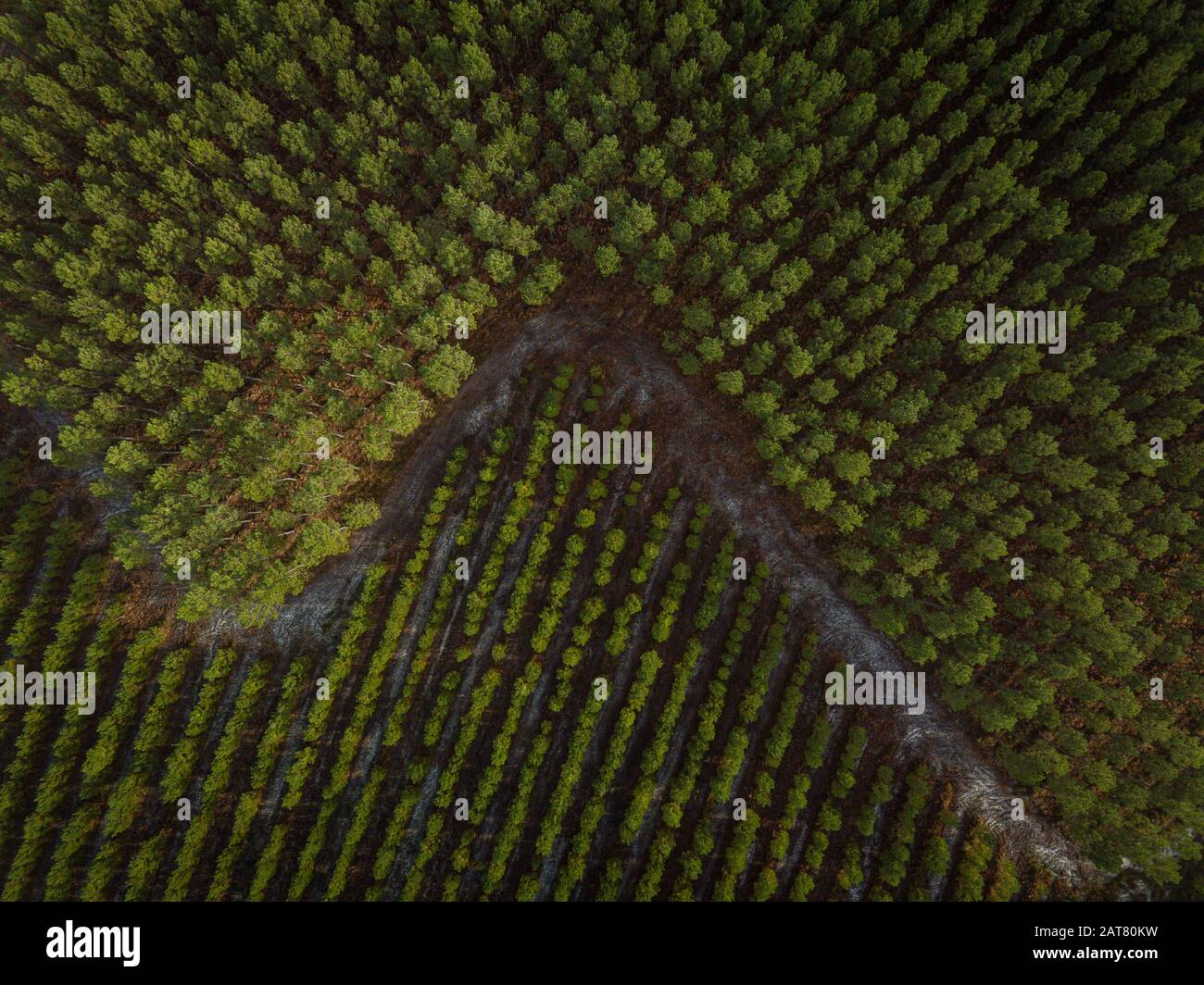 Landes Pine forest, New plantation and old, aerial view Stock Photo - Alamy