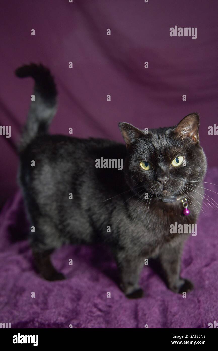 Charlie the cat poses for a improptu photoshoot Stock Photo - Alamy
