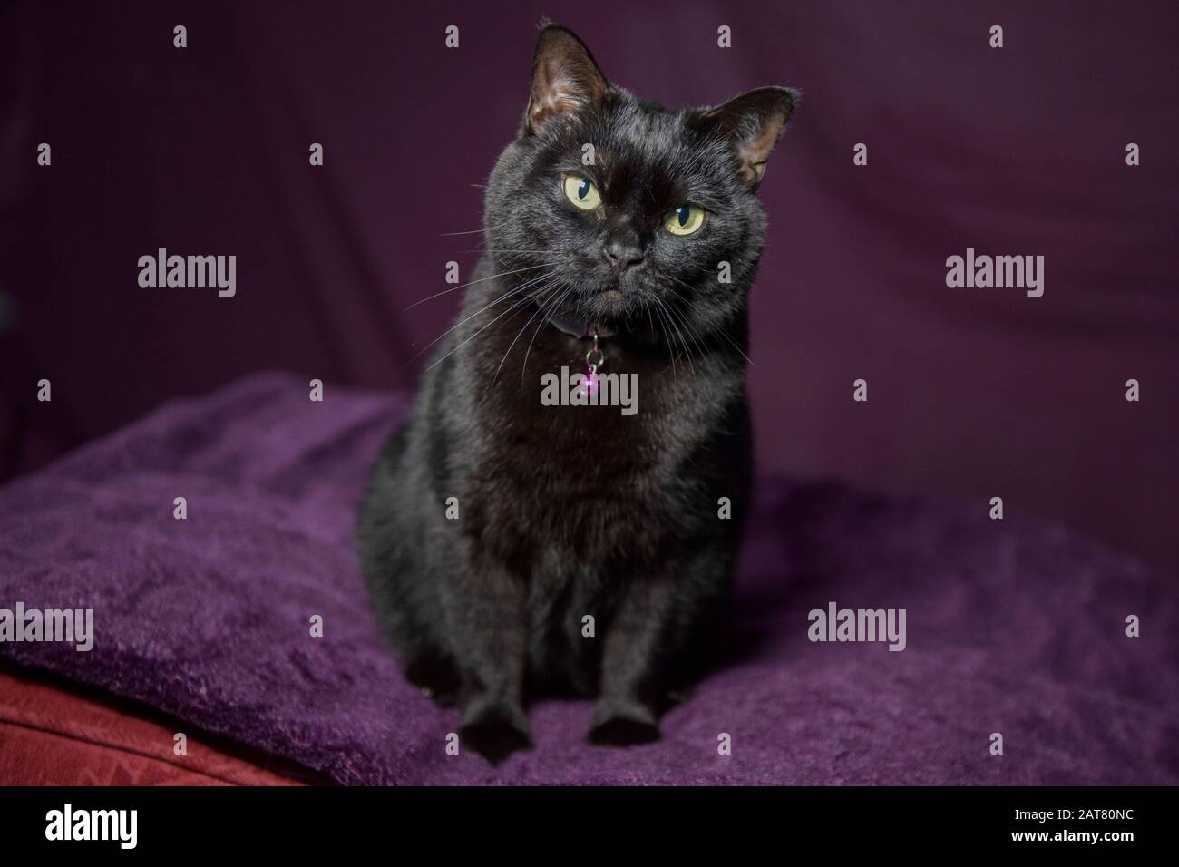Charlie the cat poses for a improptu photoshoot Stock Photo - Alamy