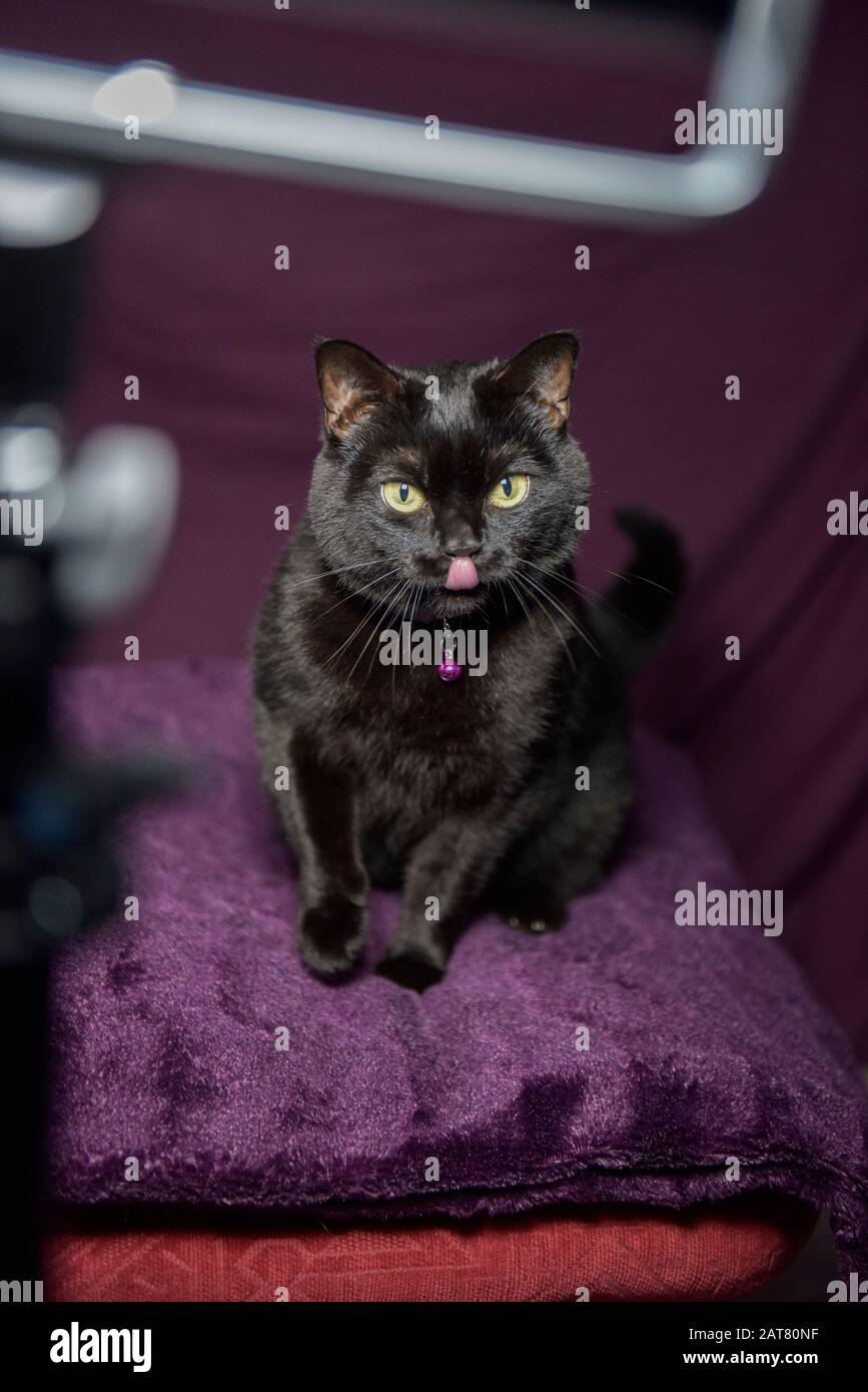 Charlie the cat poses for a improptu photoshoot Stock Photo - Alamy