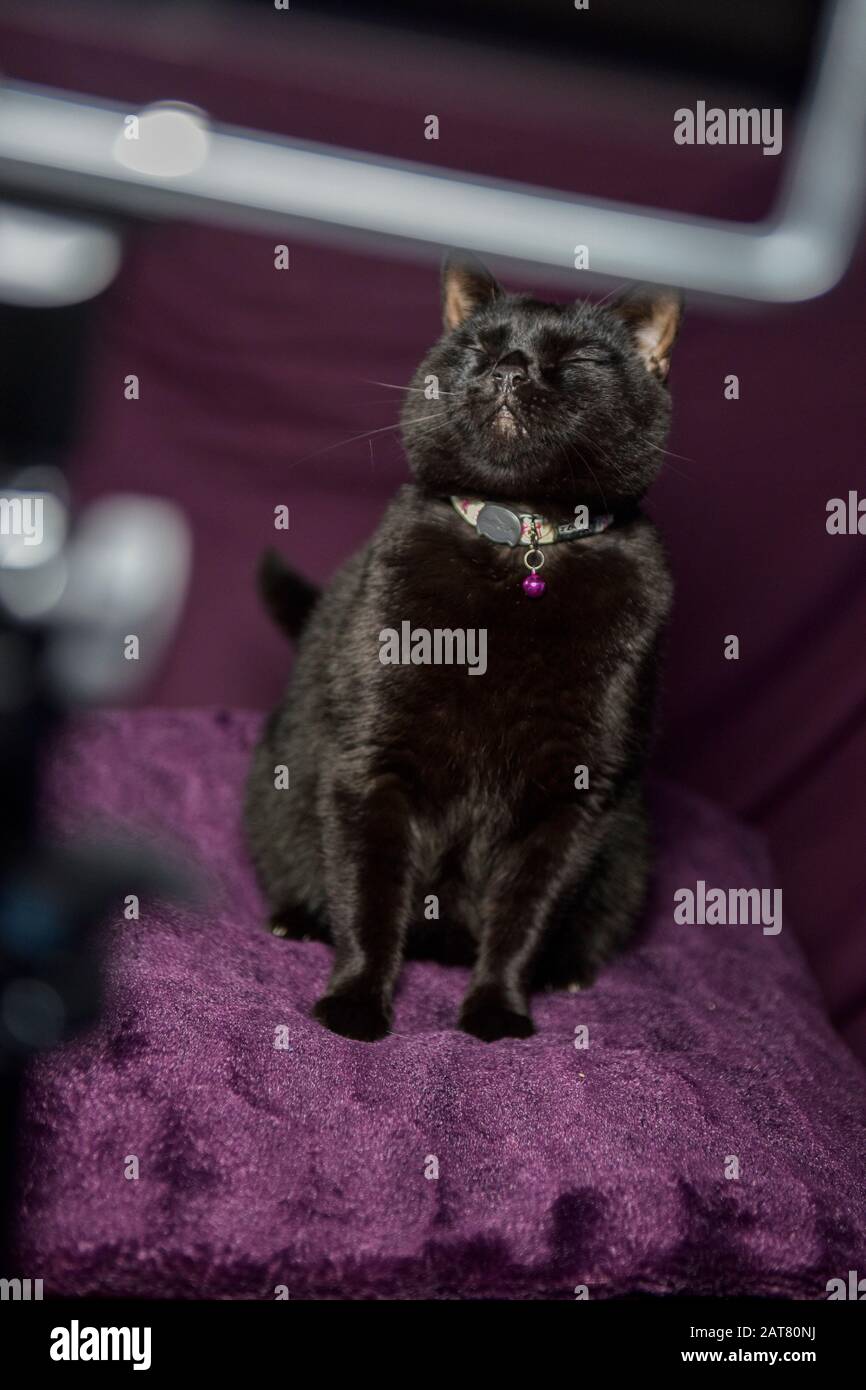 Charlie the cat poses for a improptu photoshoot Stock Photo - Alamy