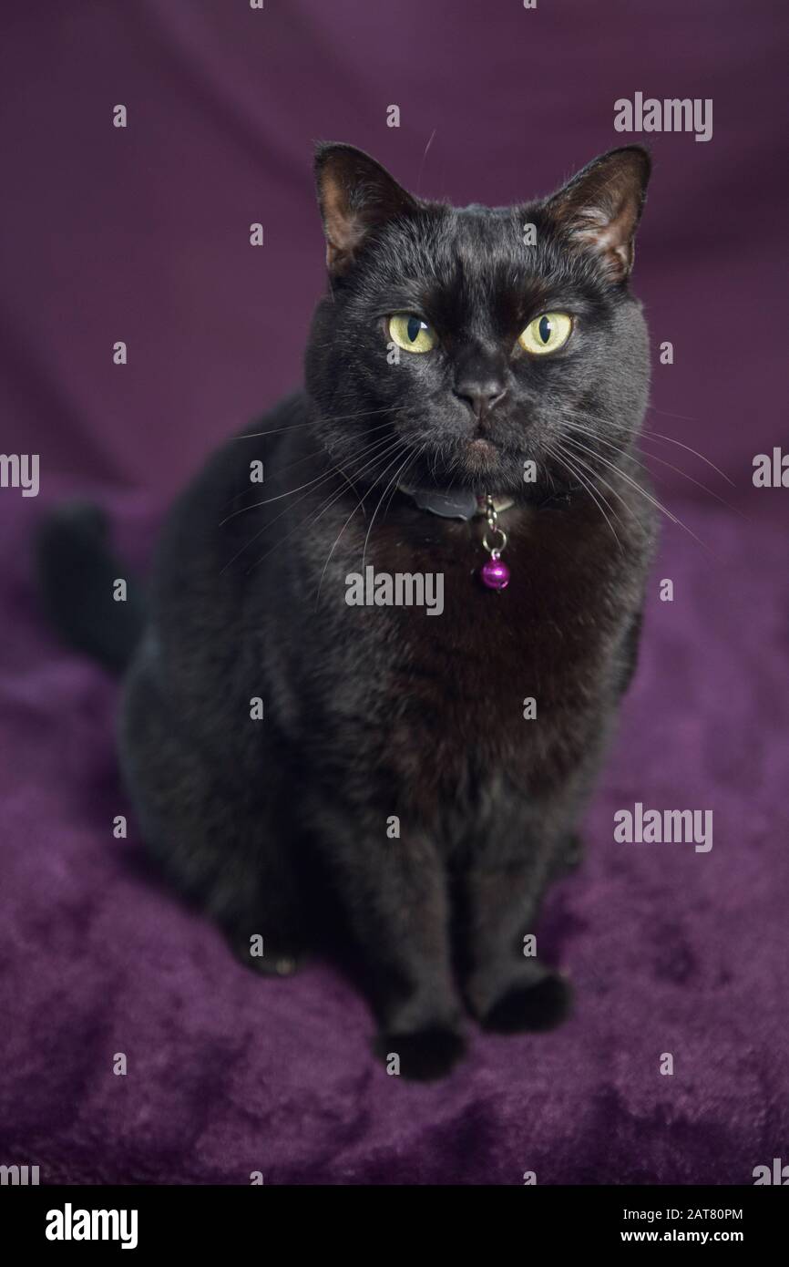 Charlie the cat poses for a improptu photoshoot Stock Photo - Alamy