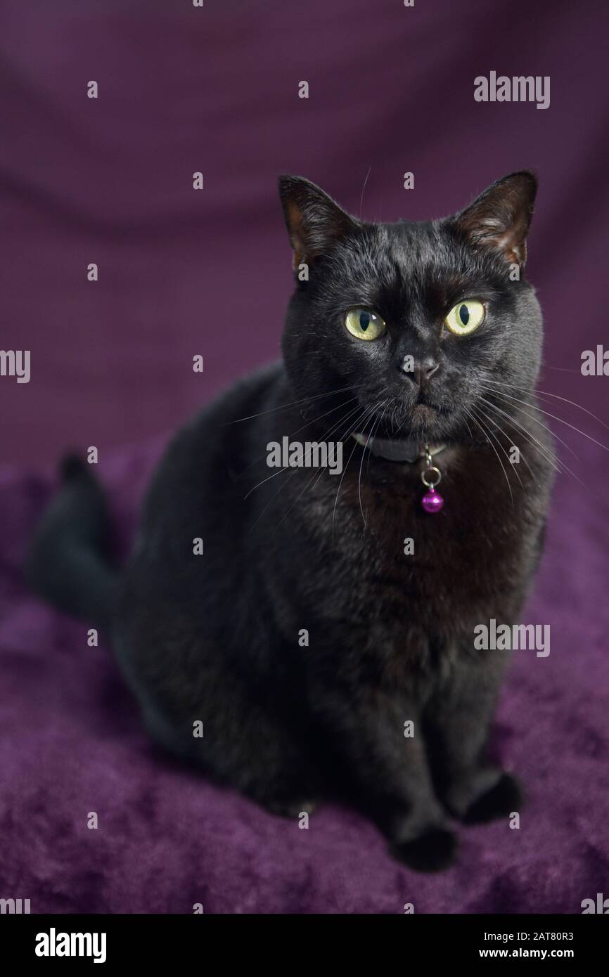 Charlie the cat poses for a improptu photoshoot Stock Photo - Alamy
