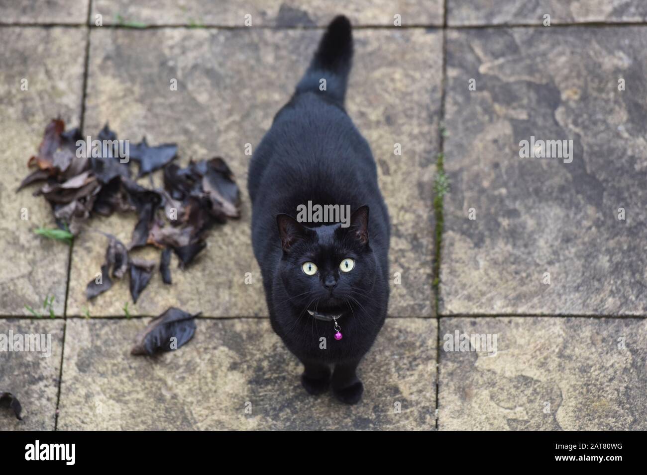 Charlie the cat poses for a improptu photoshoot Stock Photo - Alamy