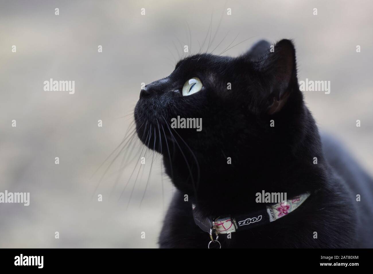 Charlie the cat poses for a improptu photoshoot Stock Photo - Alamy