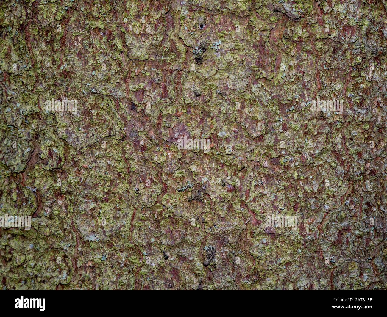 Colorful saturated bark of wood. The woody texture Stock Photo - Alamy