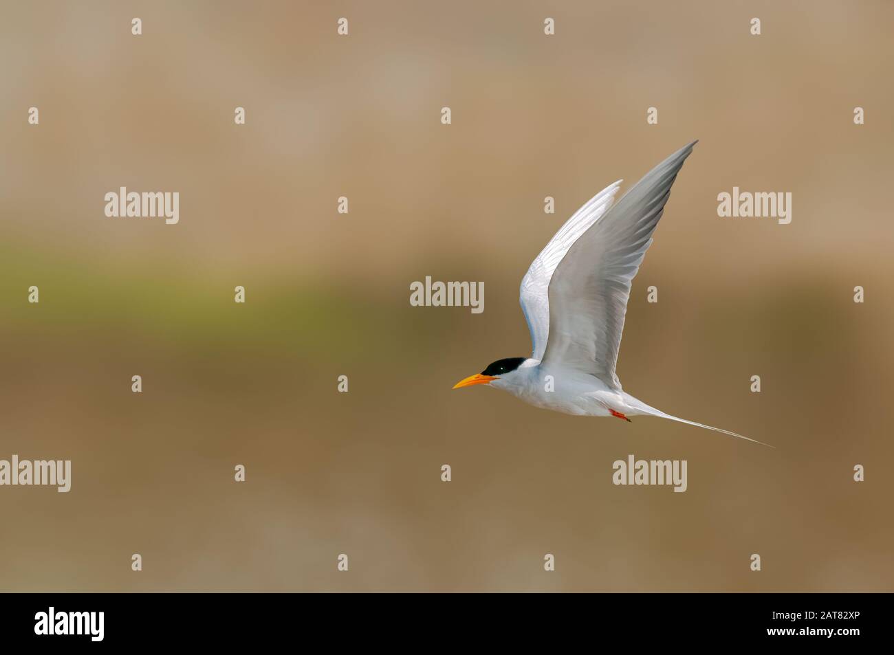 Left flying bird hi-res stock photography and images - Alamy