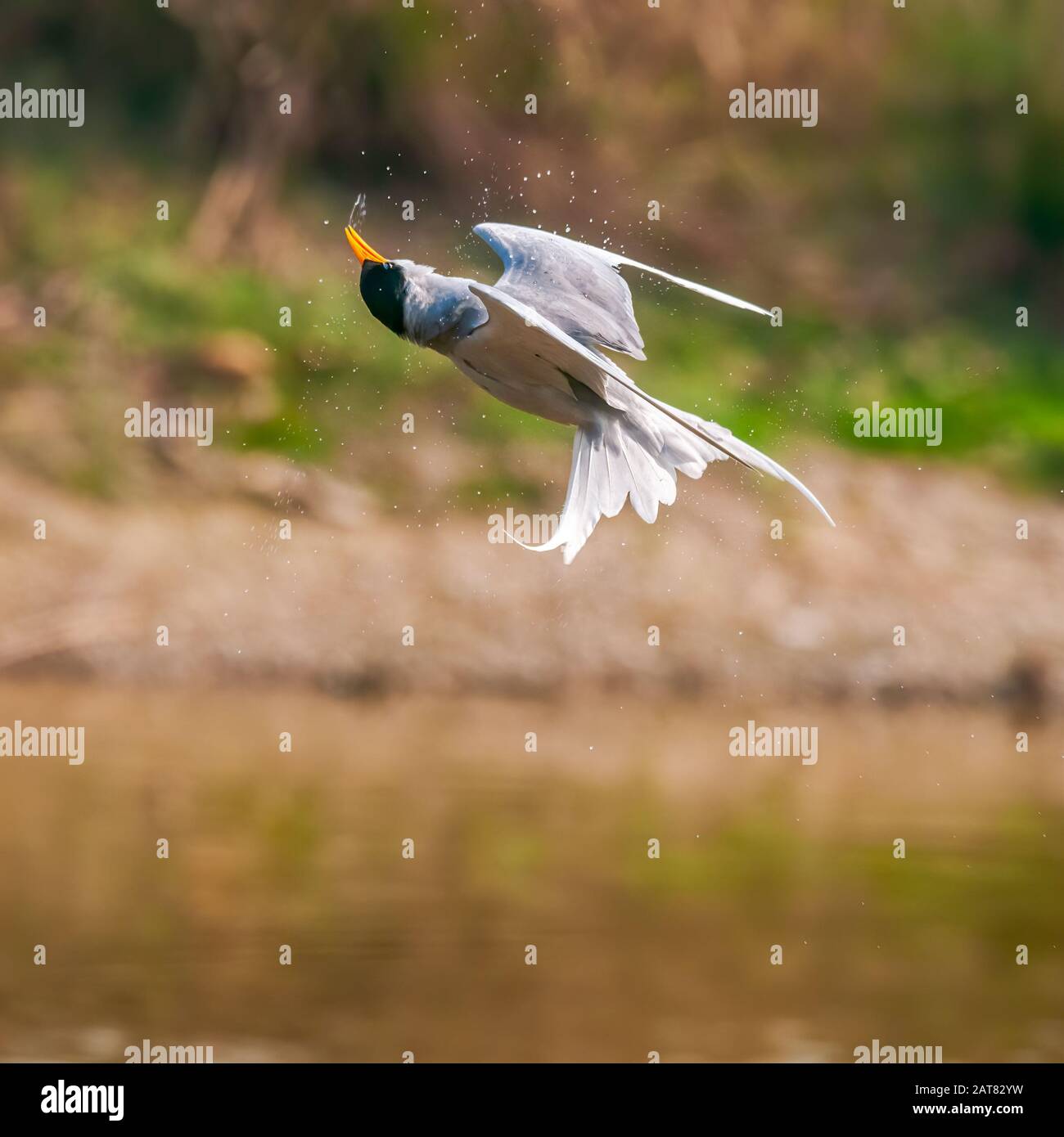 A river tern in flight just after taking a dive Stock Photo - Alamy