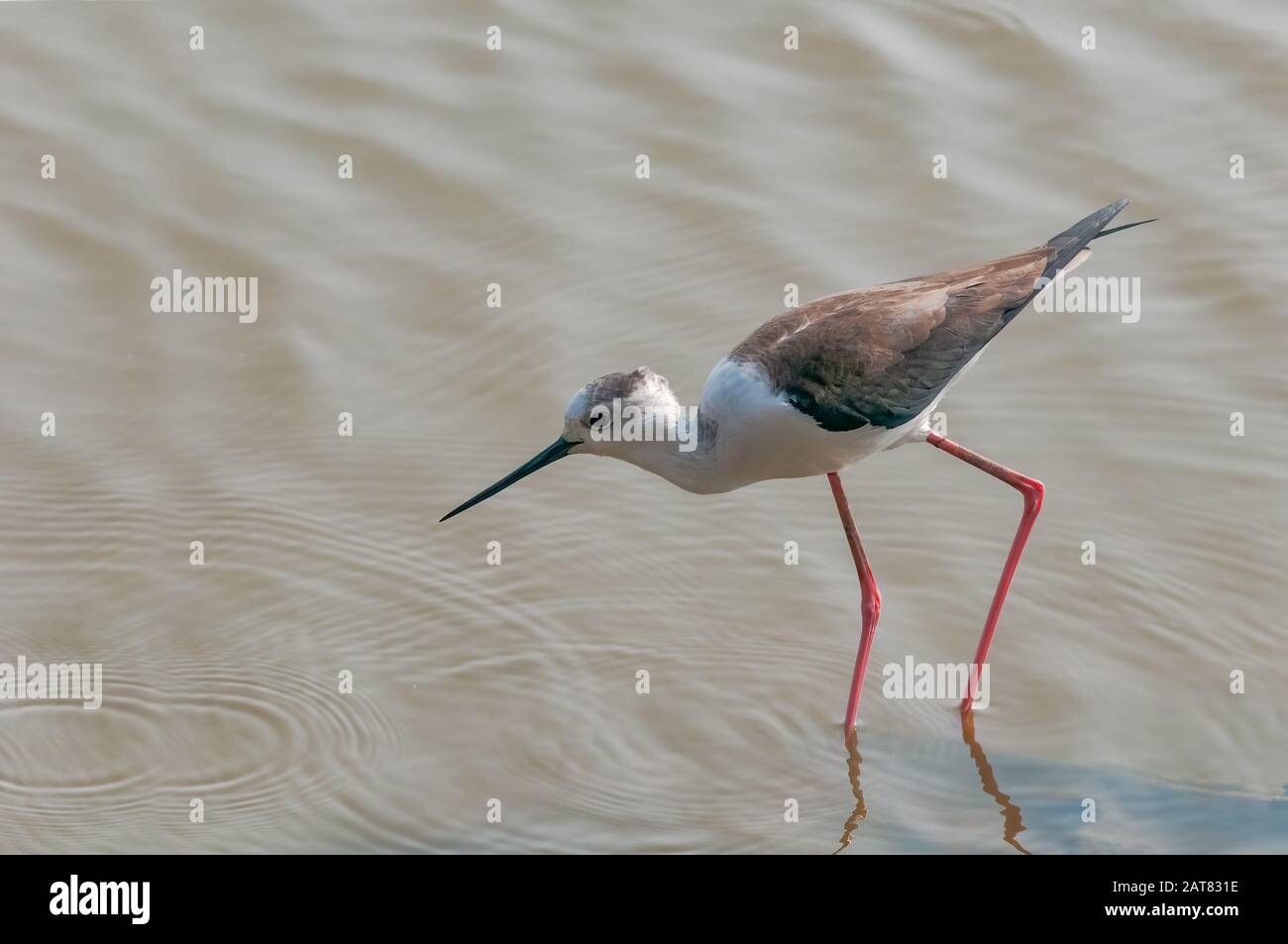 Black winged stilt searching food in a pond Stock Photo - Alamy