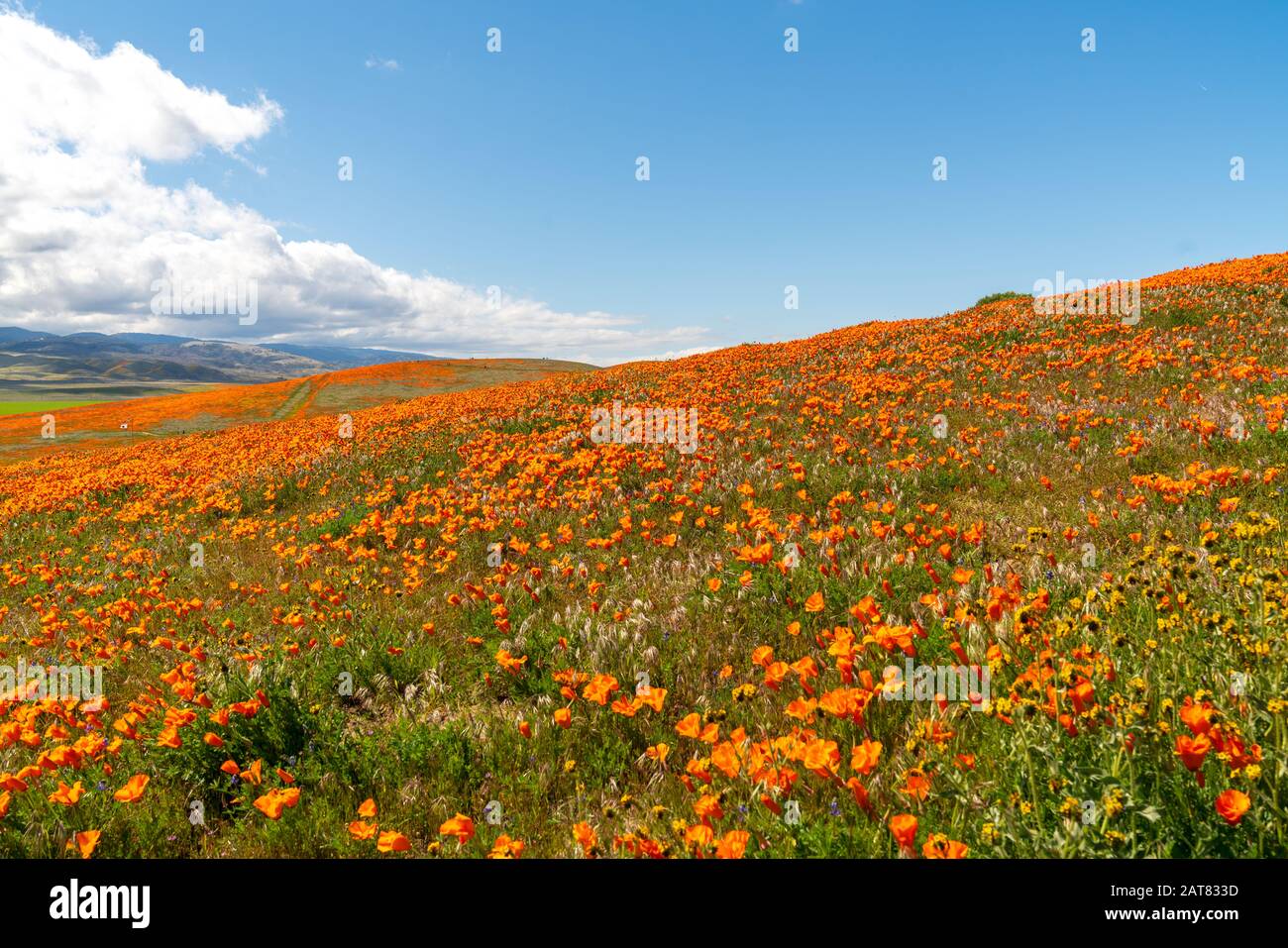California poppy flower super bloom hi-res stock photography and images ...
