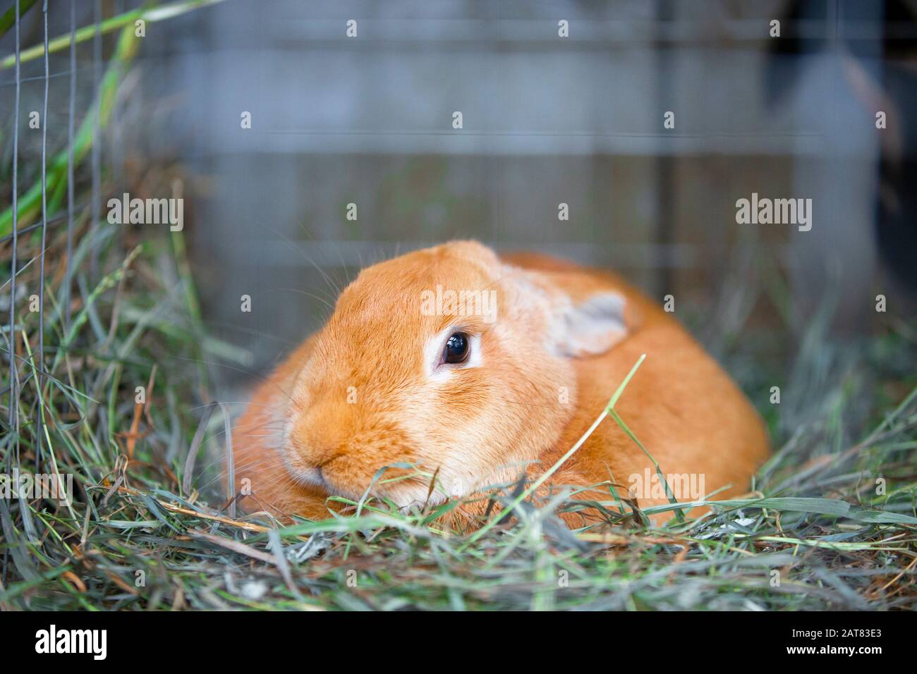 Red rabbit in the green grass Stock Photo - Alamy