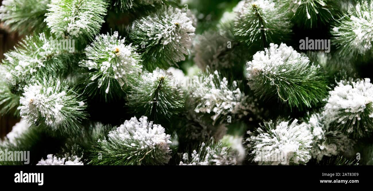 Christmas banner green spruce branches covered with snow Stock Photo ...