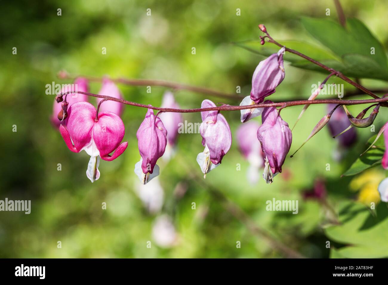 red flowers of the bleeding heart Stock Photo - Alamy