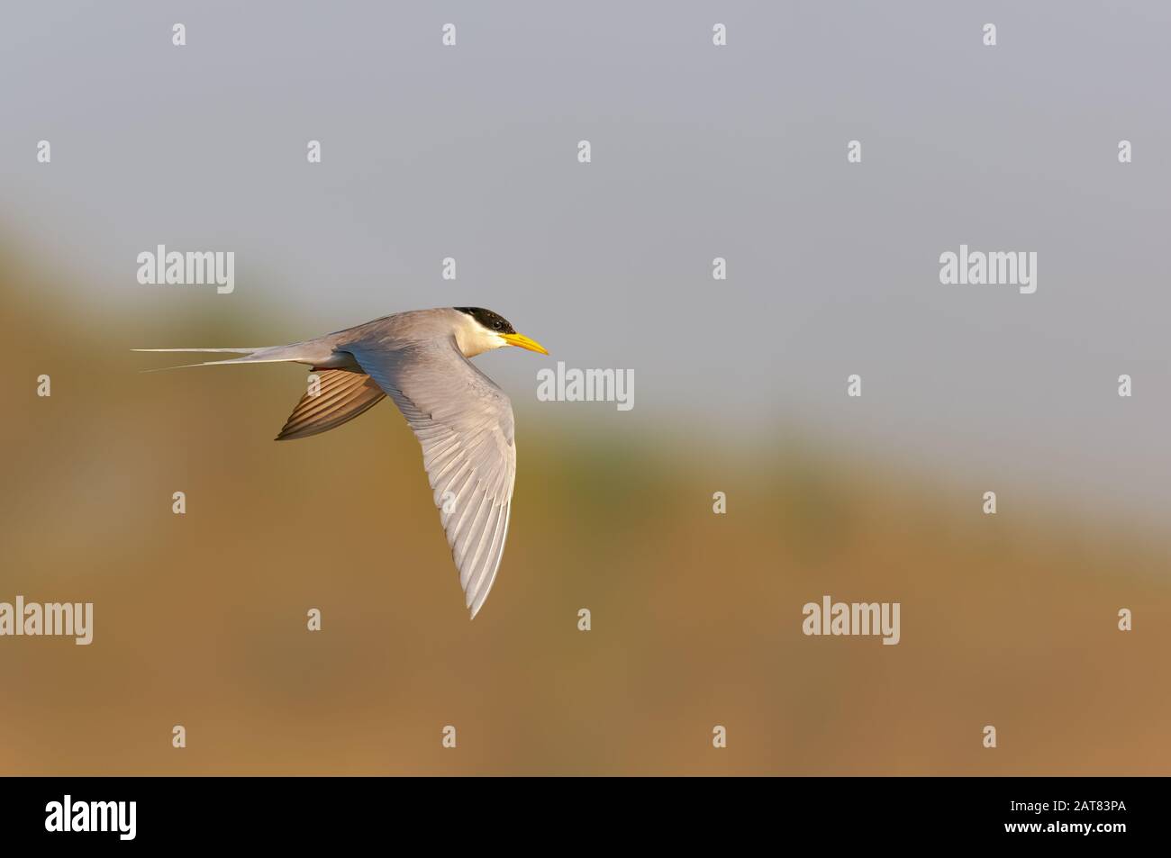 A river tern flying from left to right Stock Photo - Alamy