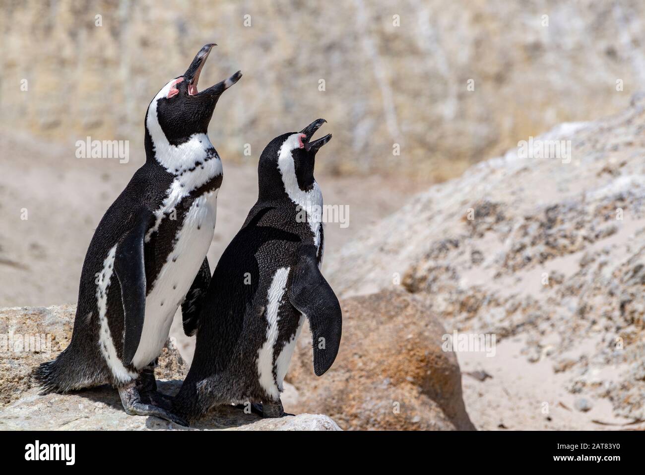 African penguin colony (Spheniscus demersus) at Boulders Beach, Simon's ...