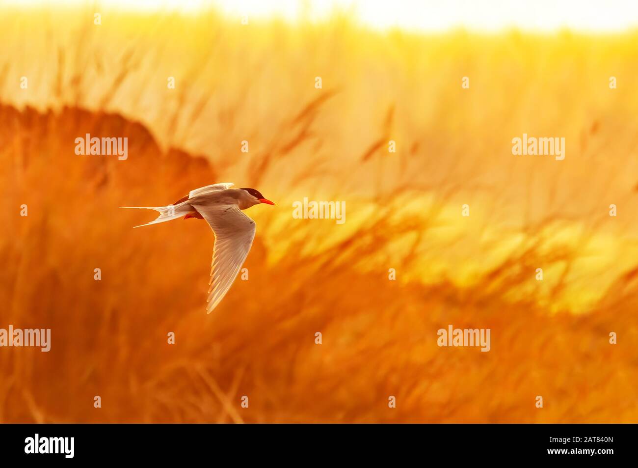 Birds flying jungle hi-res stock photography and images - Alamy