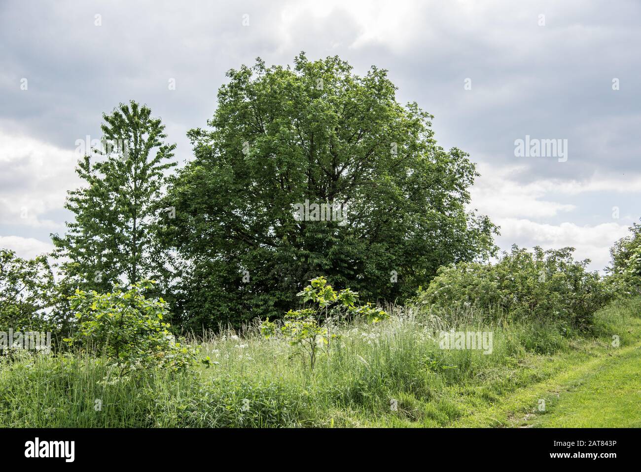 green deciduous trees with a large crown Stock Photo - Alamy
