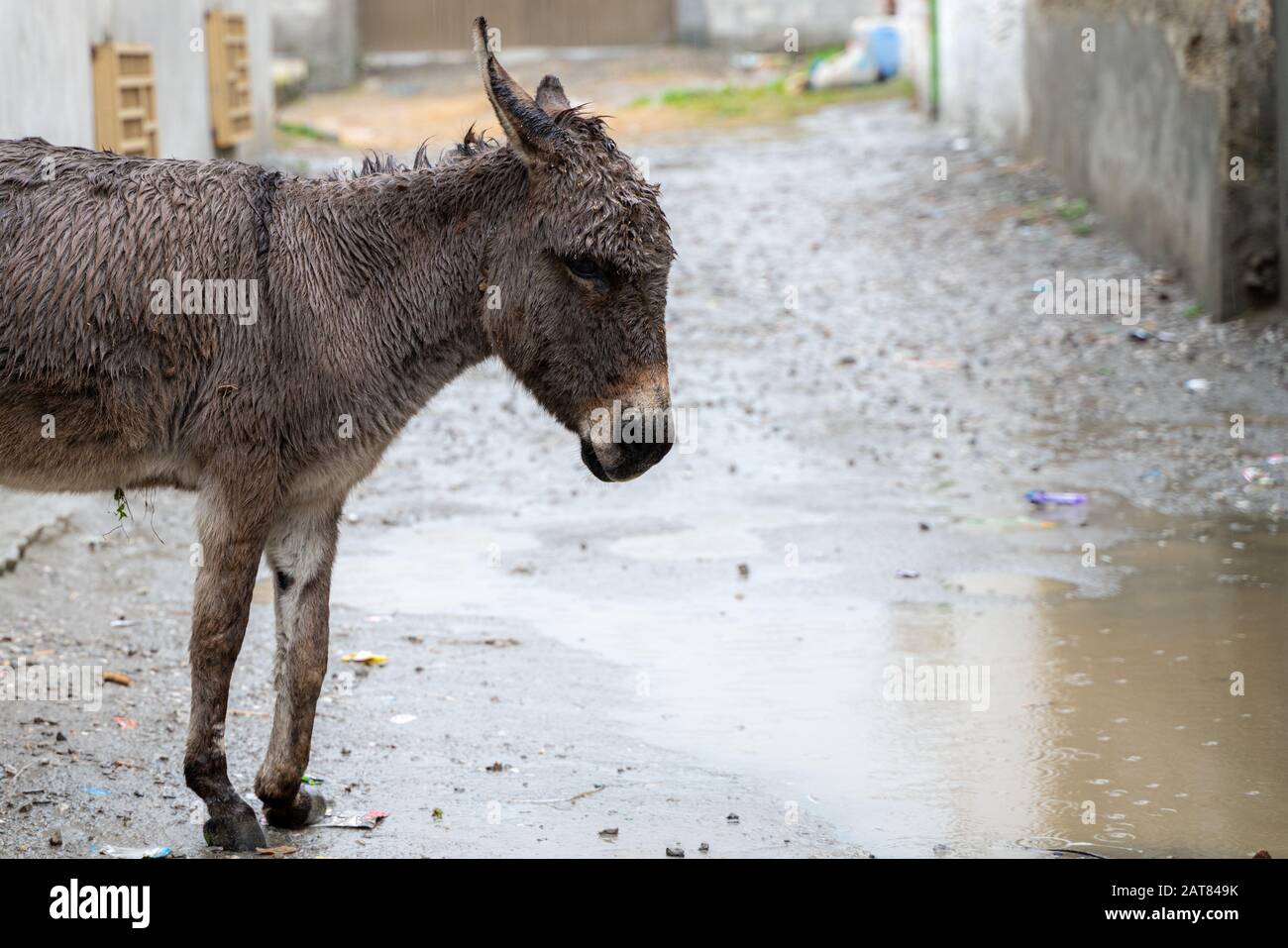 Close up shot of donkey standing outside in the rain Stock Photo - Alamy