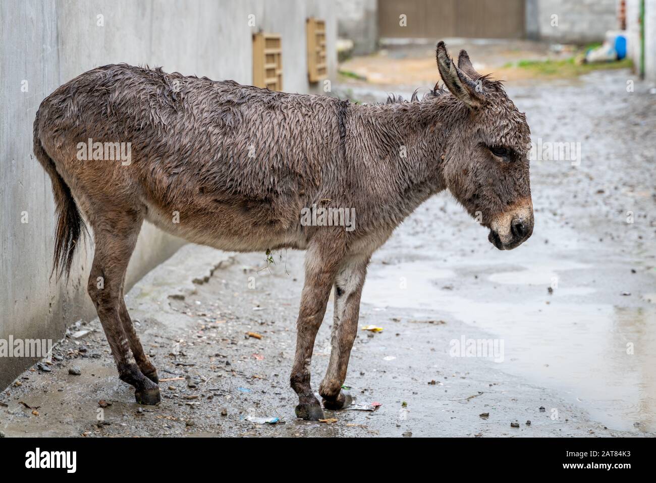 Close up shot of donkey standing outside in the rain Stock Photo - Alamy