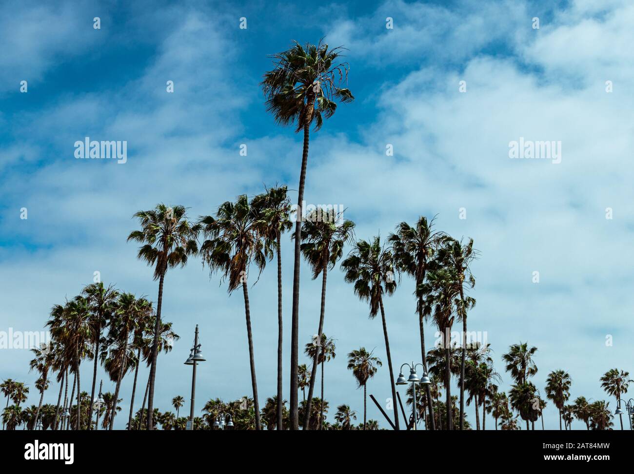 Semi circle of palm trees hi-res stock photography and images - Alamy