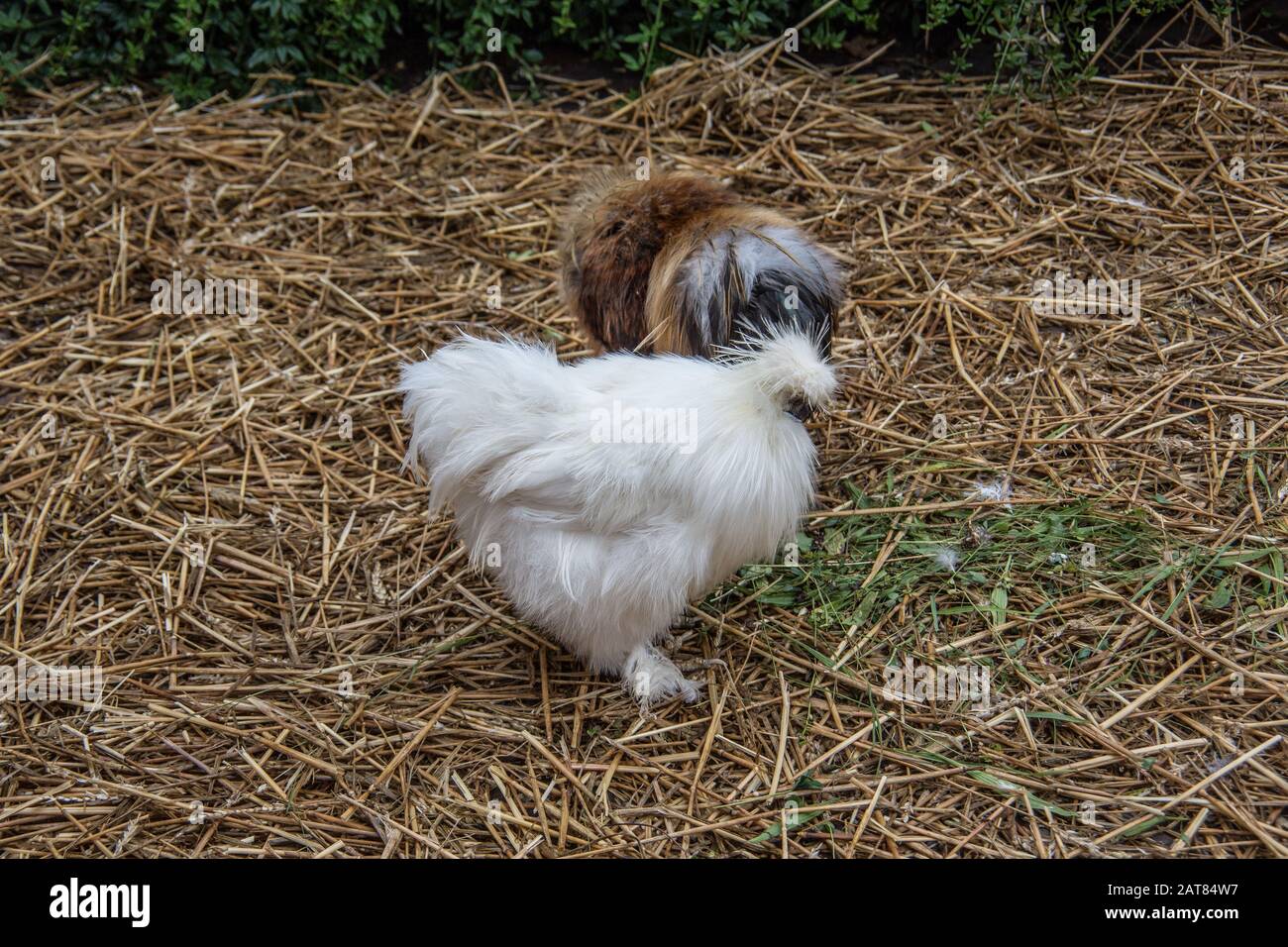 two chickens in the straw Stock Photo - Alamy