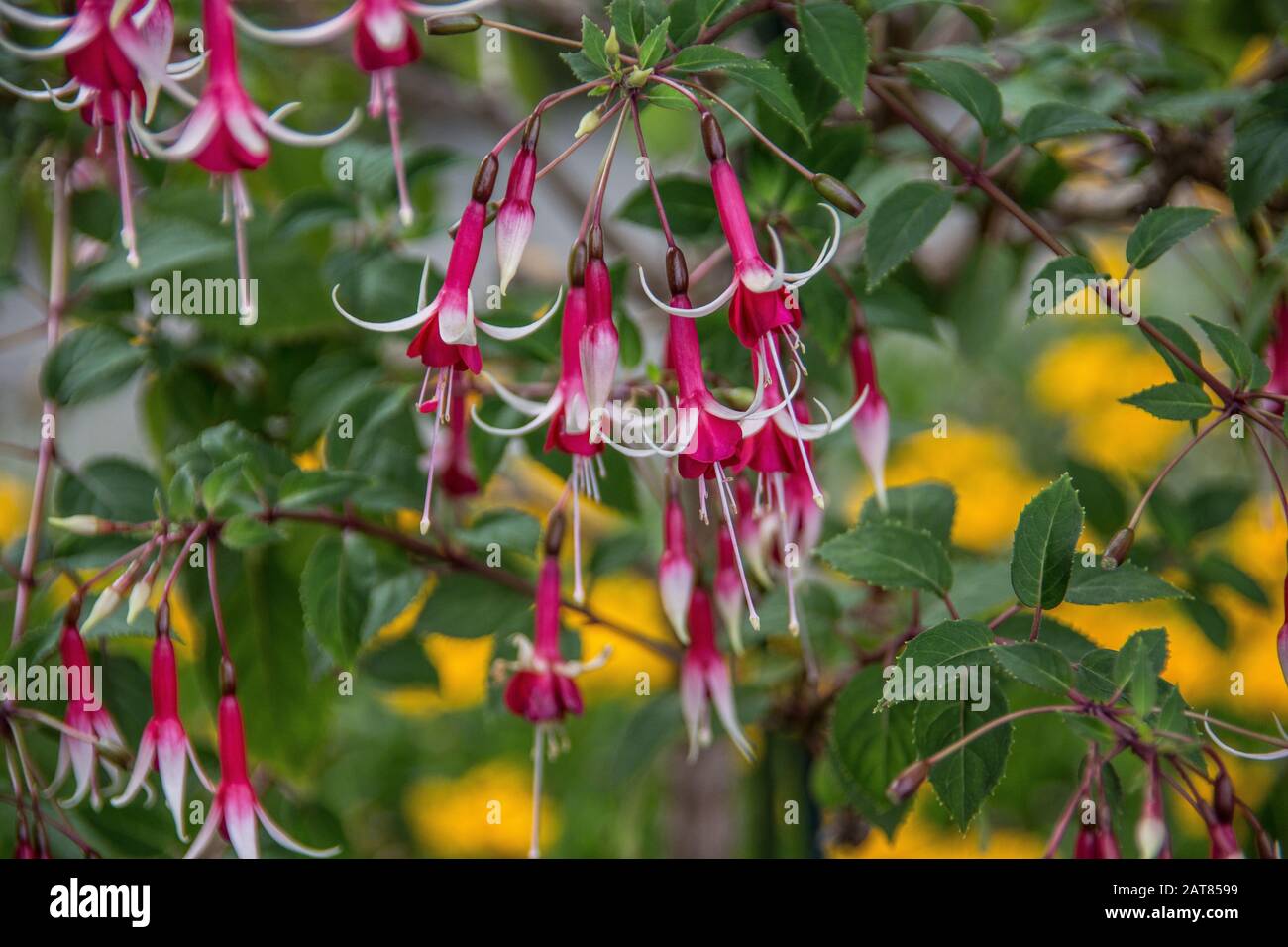 red flowers of fuchsia Stock Photo - Alamy