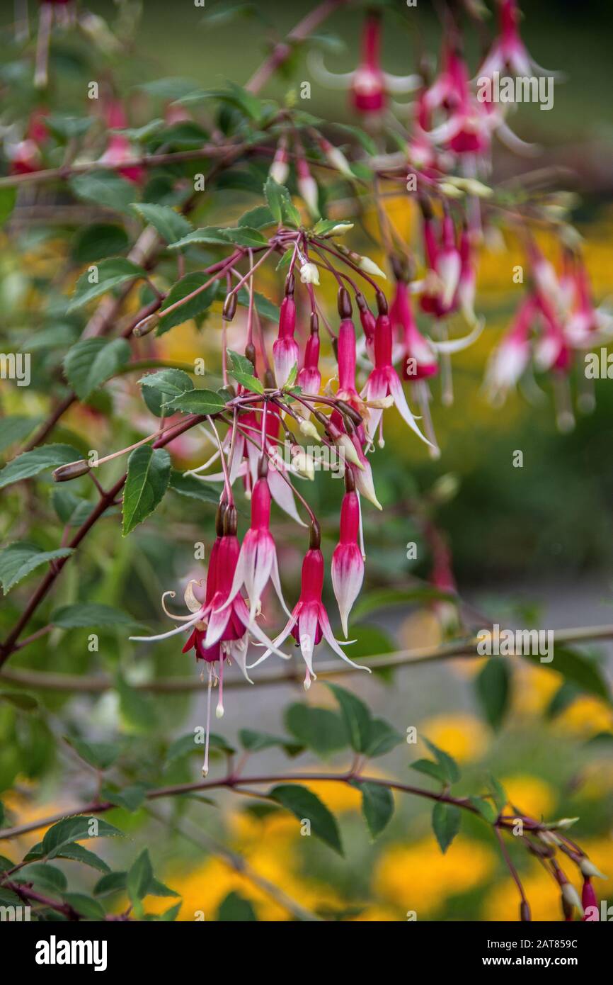 red flowers of fuchsia Stock Photo - Alamy