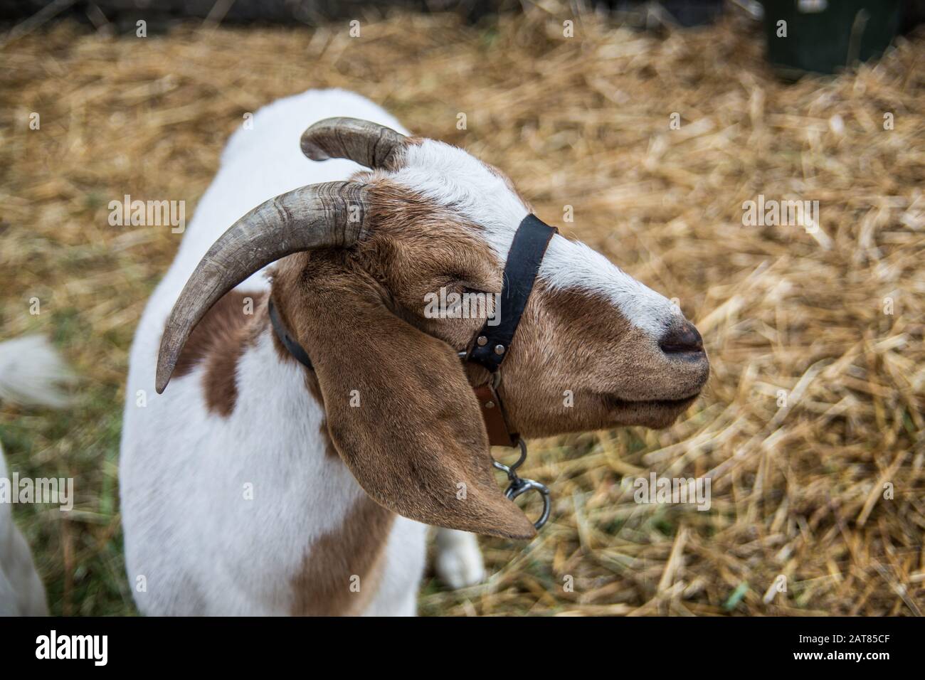 Goat head with horns Stock Photo - Alamy
