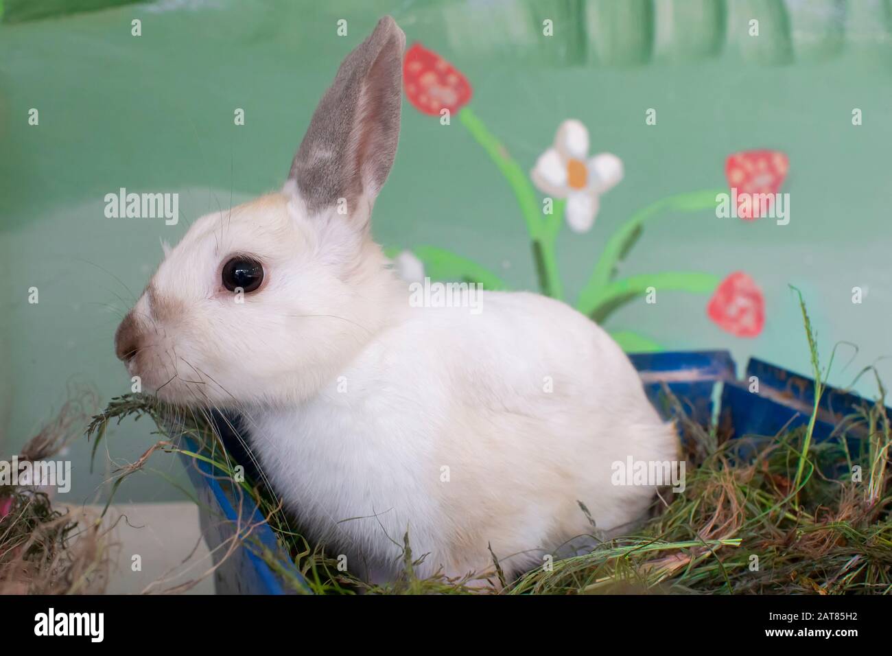 Little white rabbit on a green background Stock Photo - Alamy