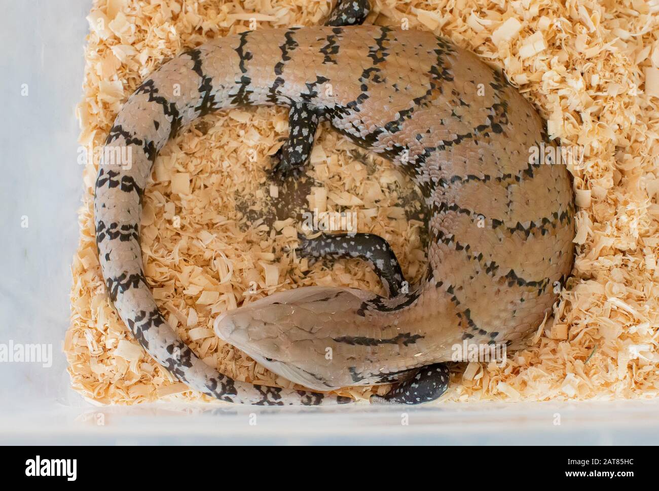 Lizard in the box. Striped reptile in boxing with filler Stock Photo ...