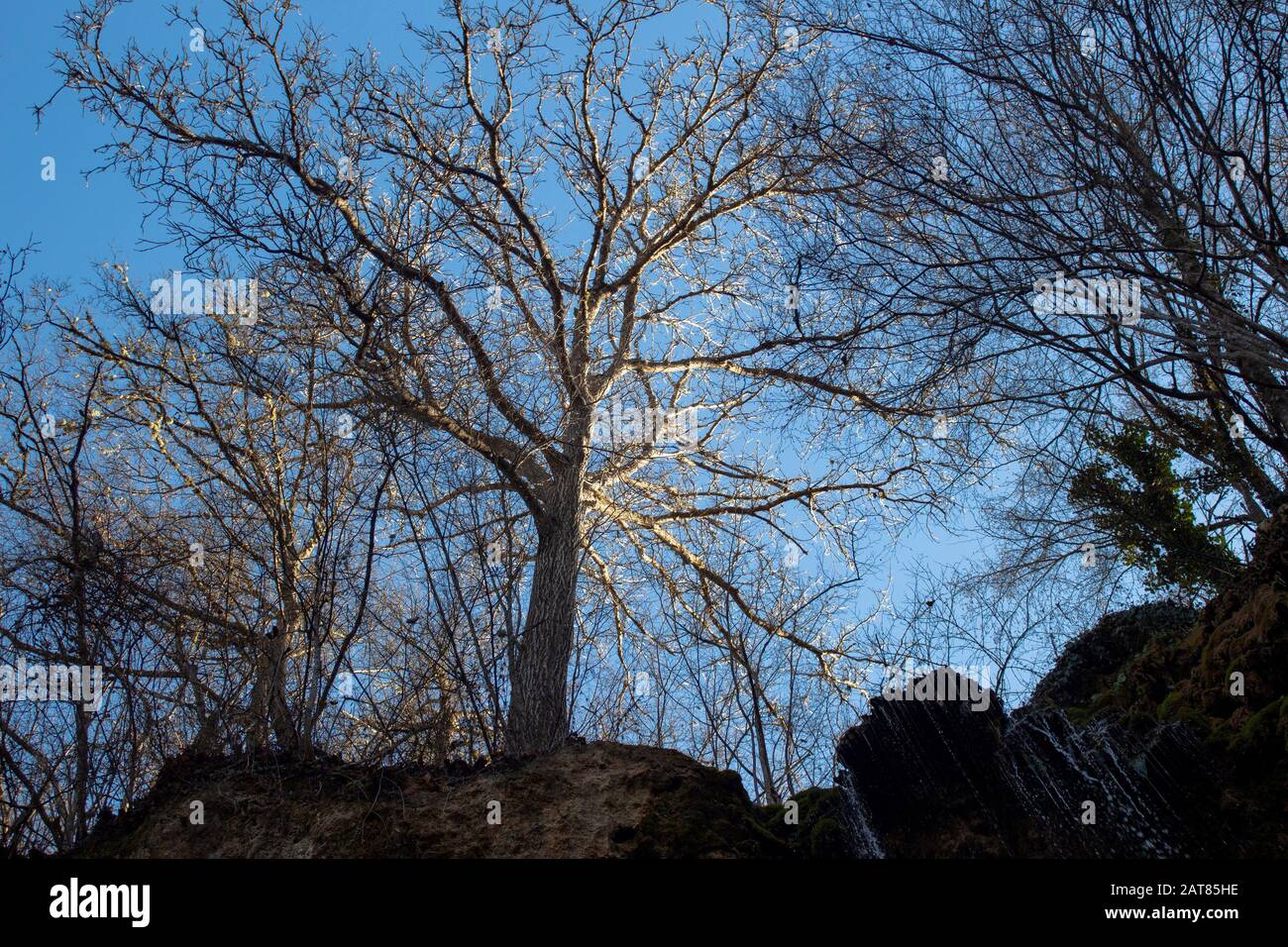Trees illuminated from behind from sunlight over a waterfall. Against ...