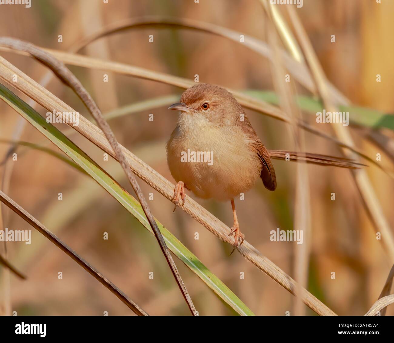A plain prinia sitting on a plant Stock Photo - Alamy
