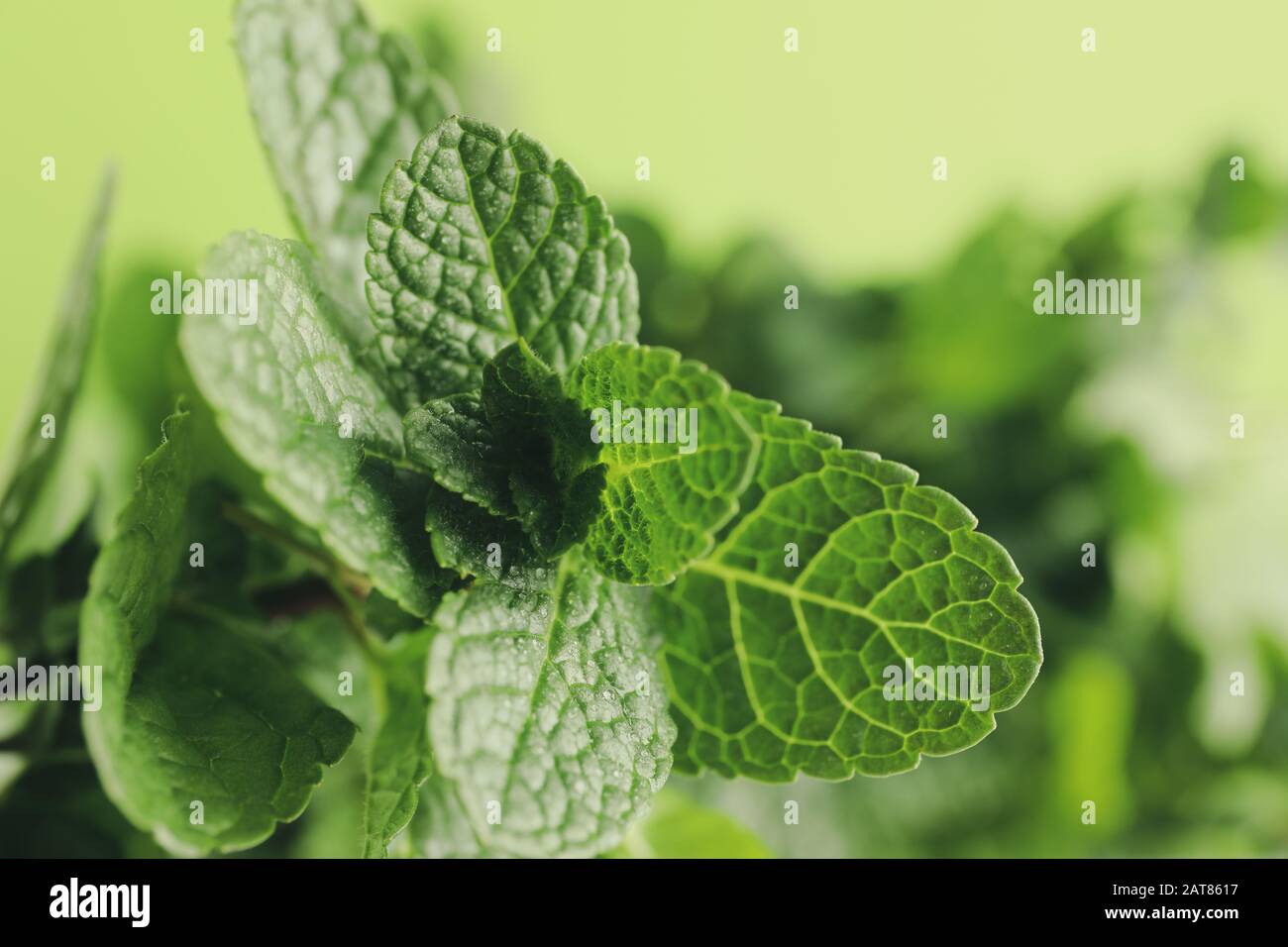 Fresh green mint with water drops, close up Stock Photo - Alamy