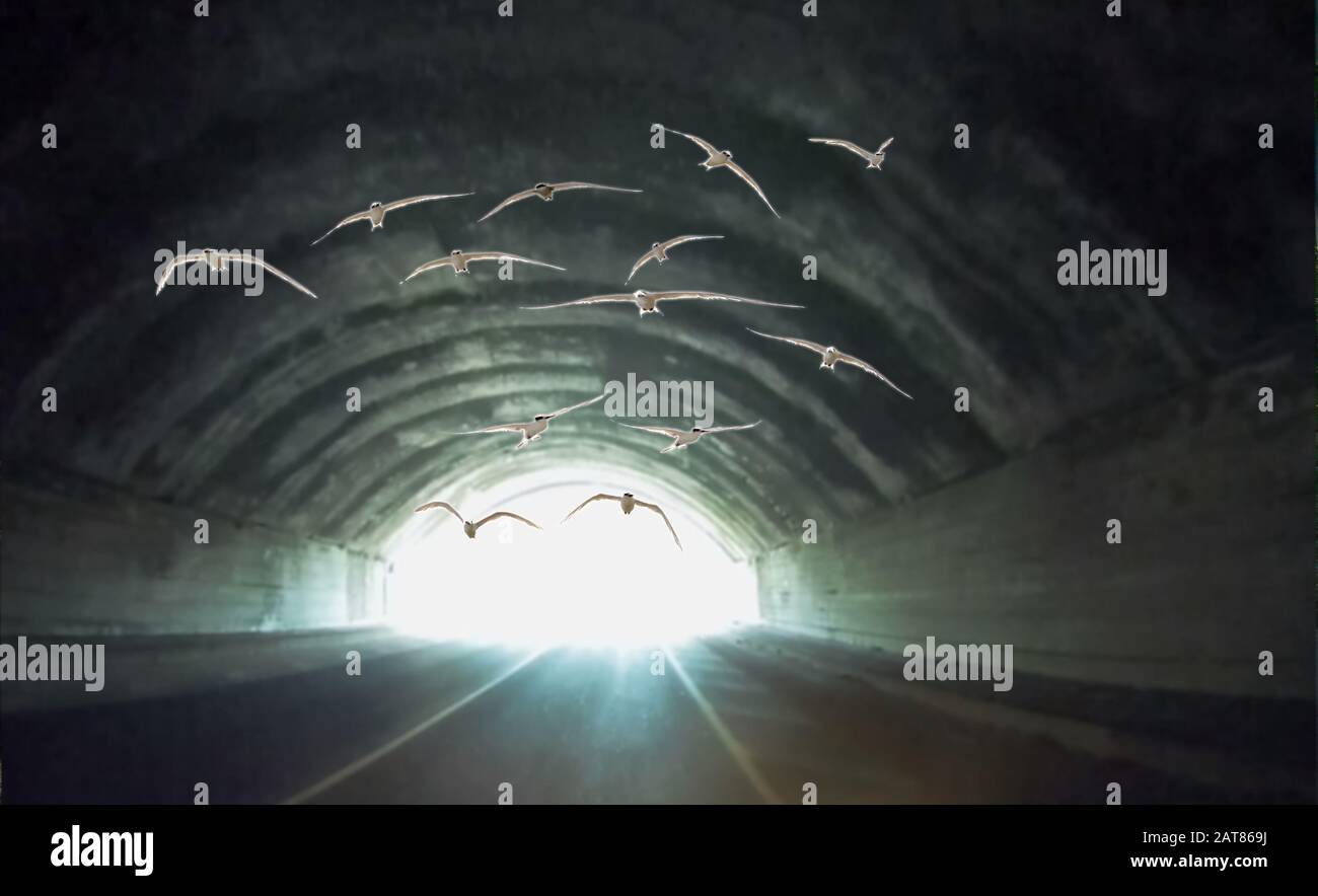 A flock of birds fly into the tunnel. Counter light. Surreal landscape ...
