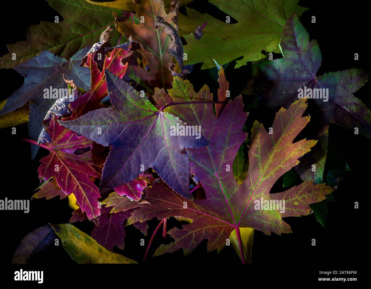 Maple leafs texture hi-res stock photography and images - Alamy