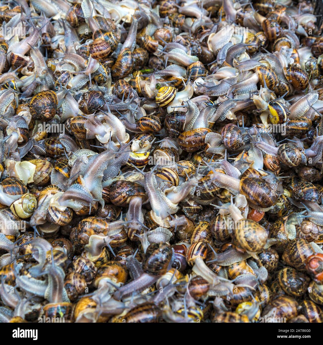 Organic and alive land snails Stock Photo - Alamy
