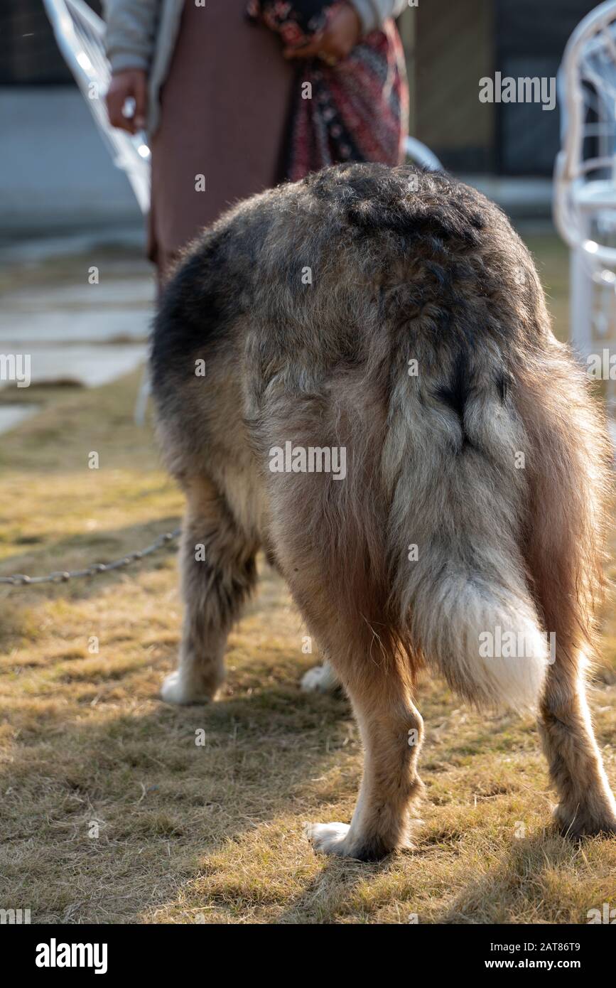 German Shepherds High Resolution Stock Photography and Images - Alamy