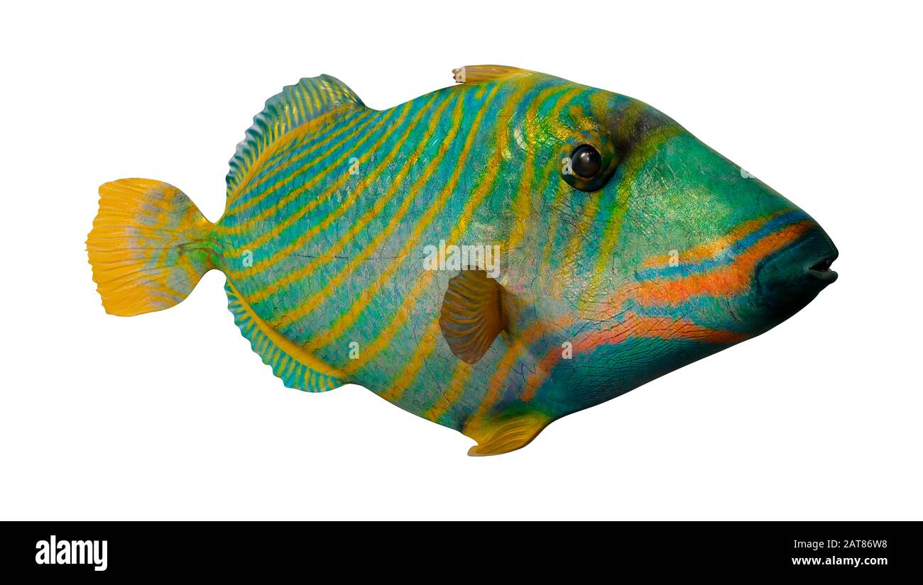 Undulate Triggerfish