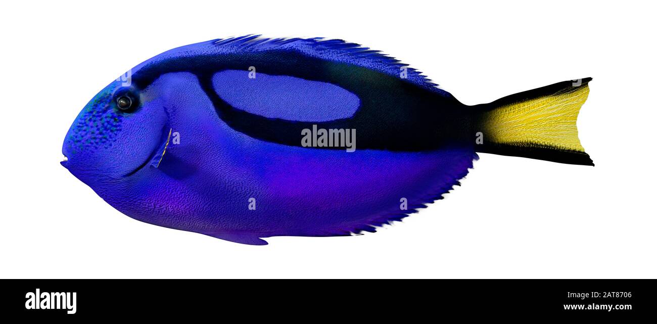 Paracanthurus Hepatus