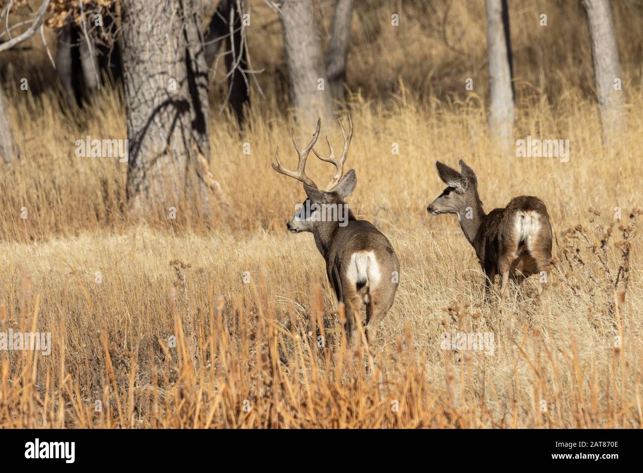 Mule deer rutting in Fall in Colorado Stock Photo - Alamy