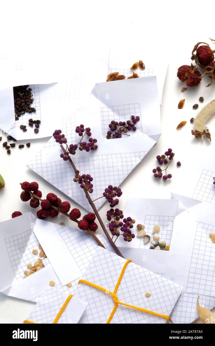 homemade white paper packets of seeds isolated on white Stock Photo - Alamy