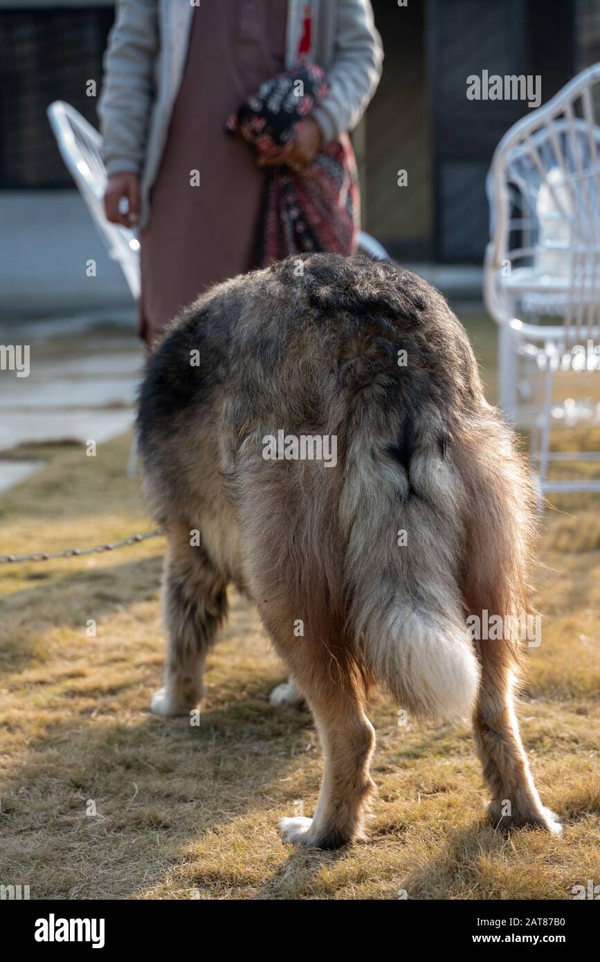 Rear view of Domestic pet German Shepherd's tail Stock Photo - Alamy
