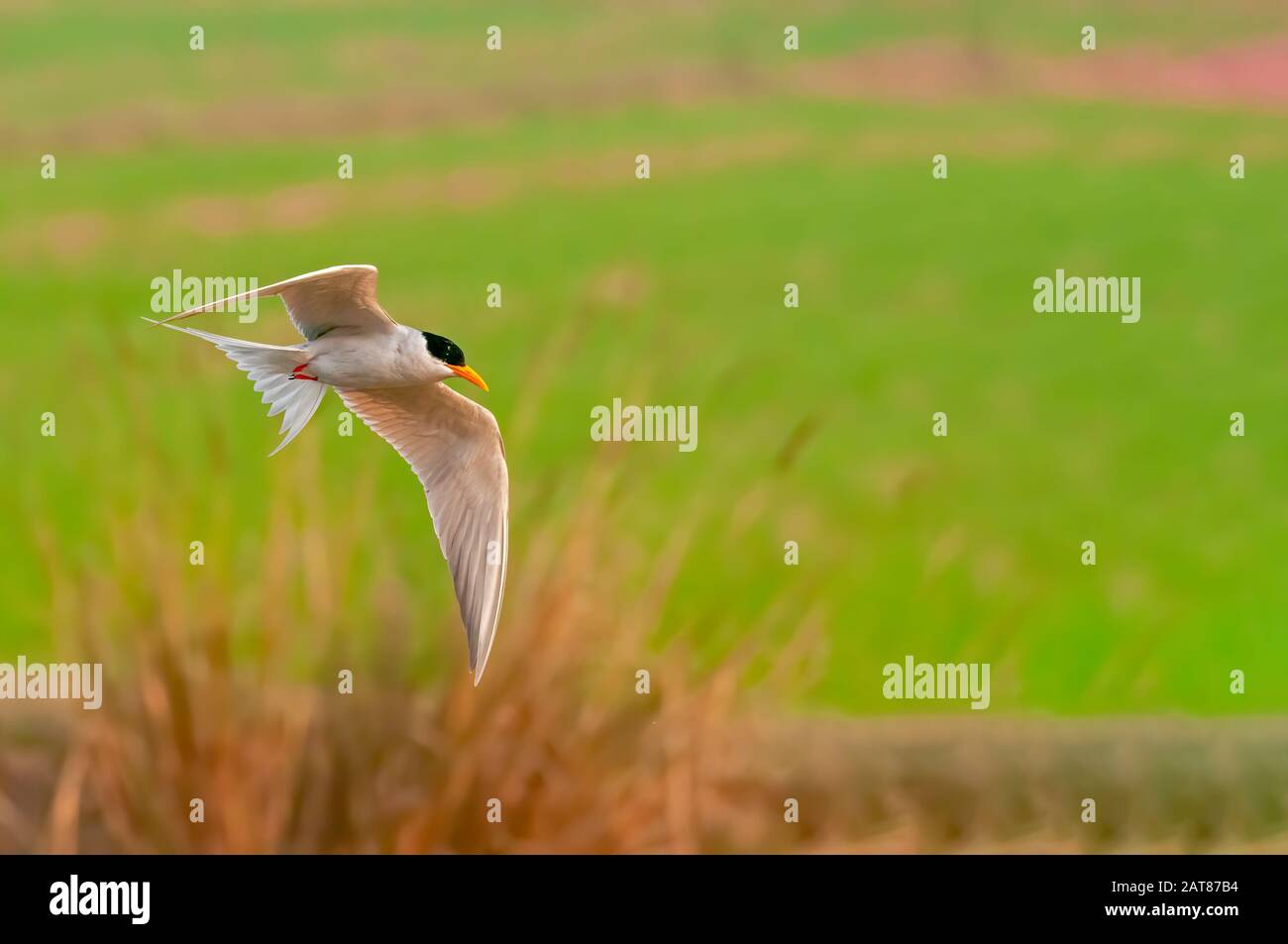Flying birds grass field hi-res stock photography and images - Alamy